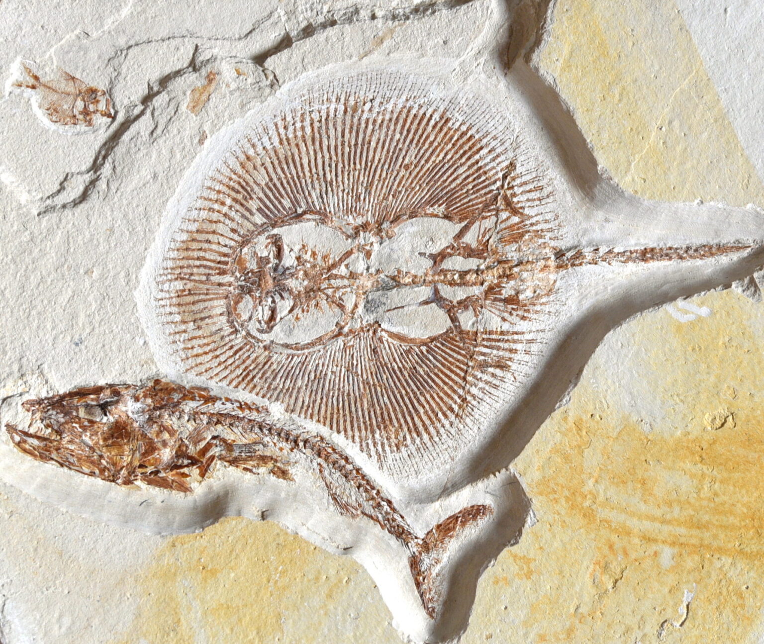 Atelier découverte des fossiles du Liban - Musée Mer Marine